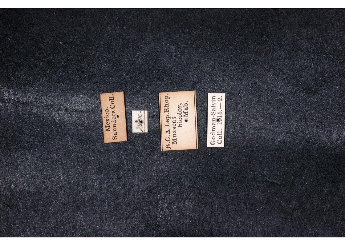 Mnaseas bicolor (pinned specimens)